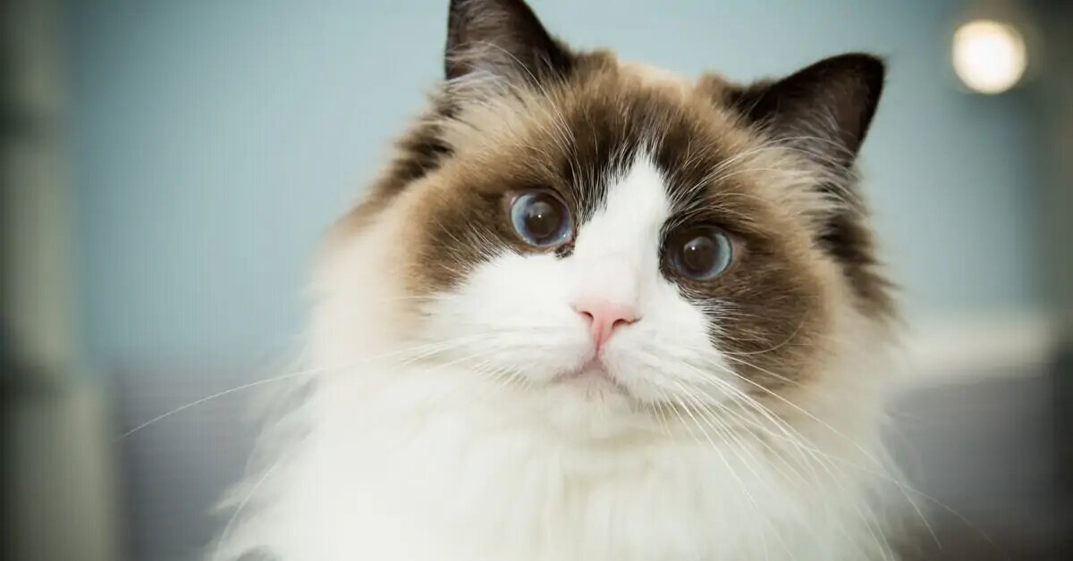 10 french idiomatic expressions with animals – Blog Learn French Fun
